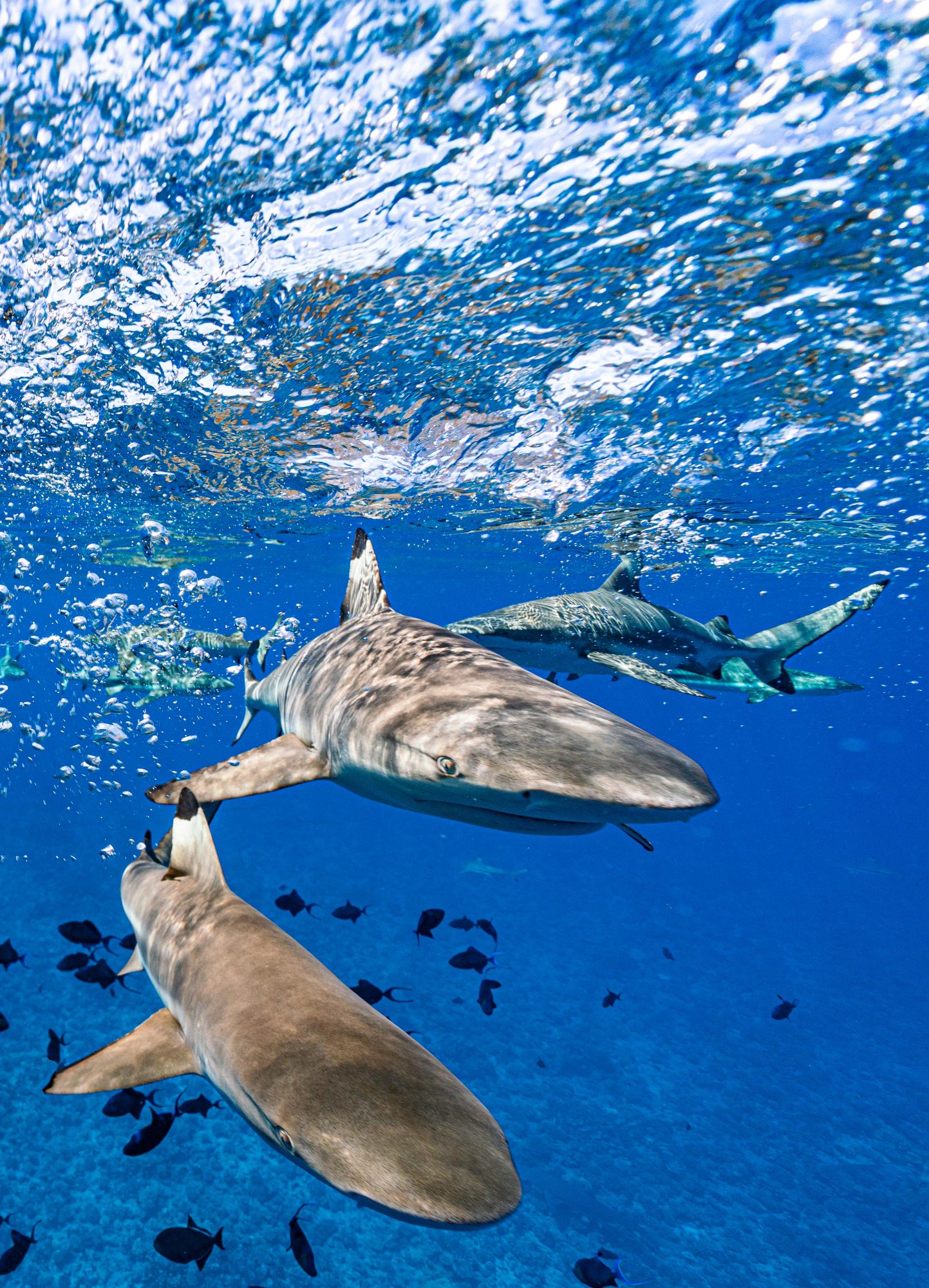 Sharks and Water Surface • Marko Dimitrijevic Photography