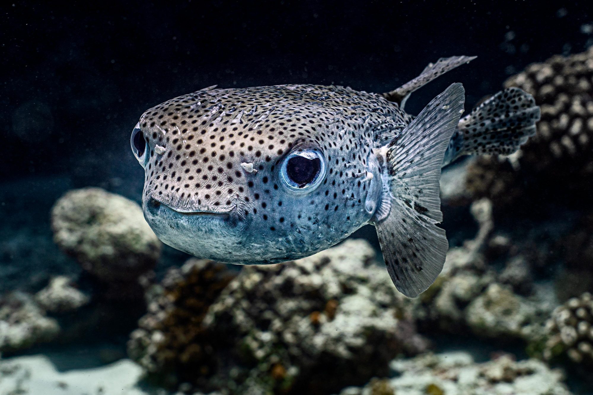 Puffer Fish • Marko Dimitrijevic Photography