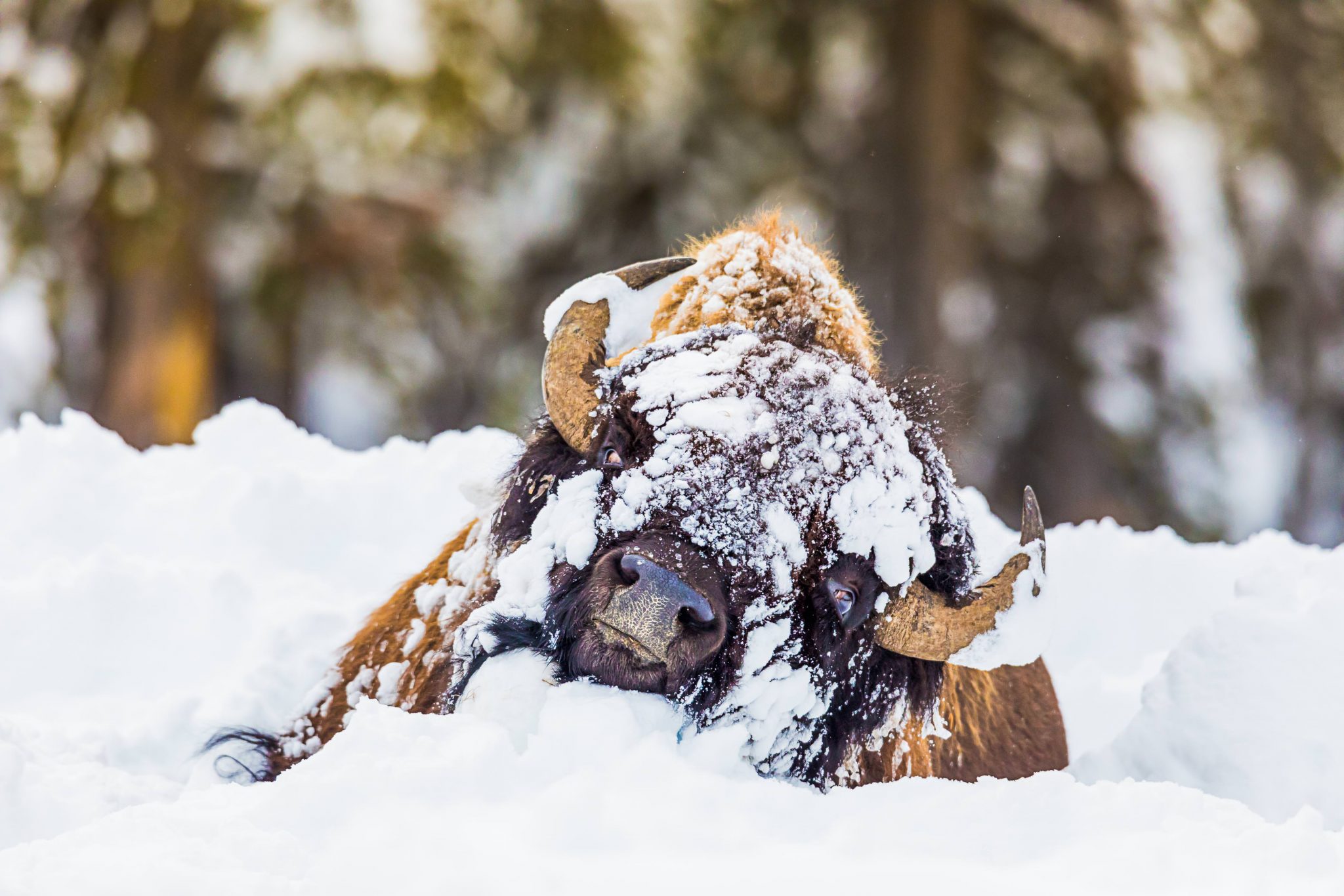 Sleeping Bison • Marko Dimitrijevic Photography