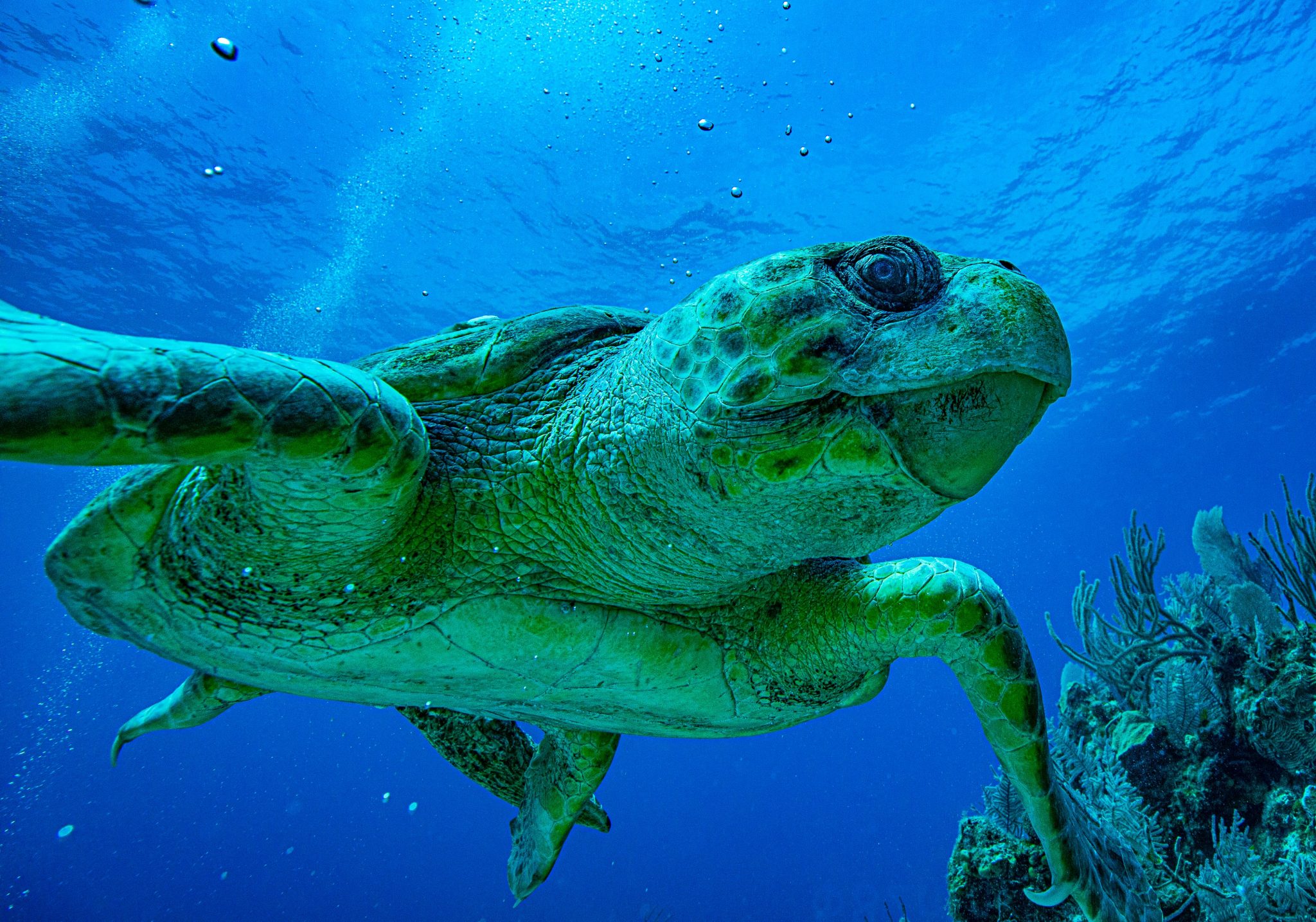 Sea Turtle 1 • Marko Dimitrijevic Photography
