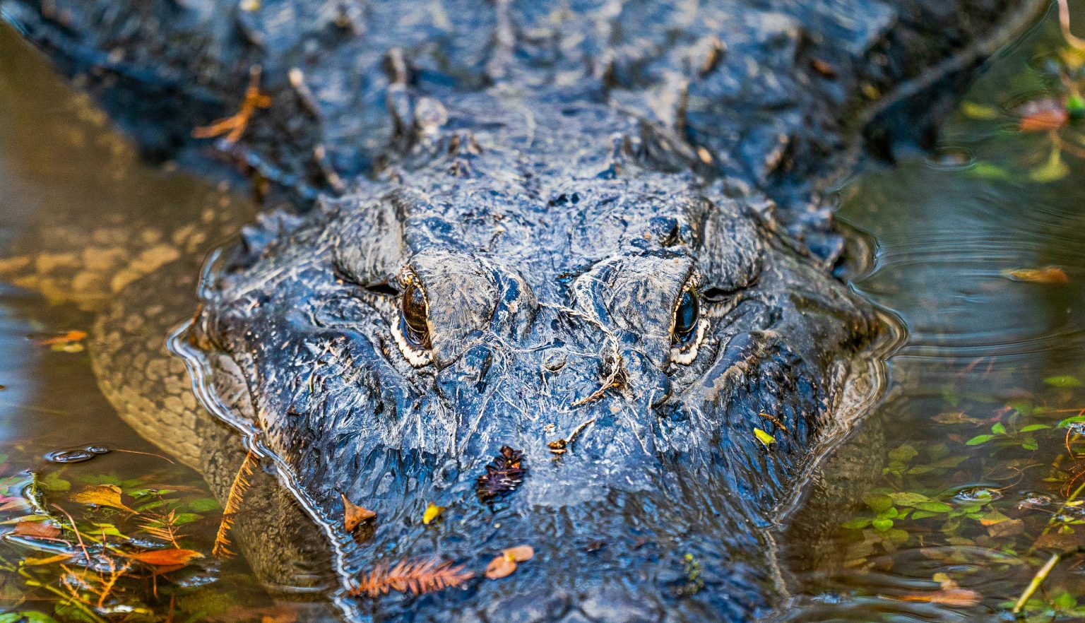 Alligator Portrait • Marko Dimitrijevic Photography