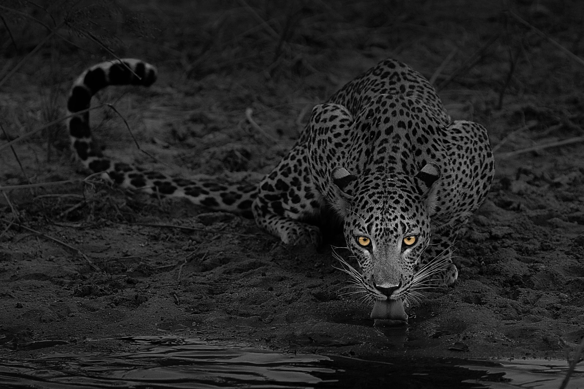Drinking Leopard • Marko Dimitrijevic Photography