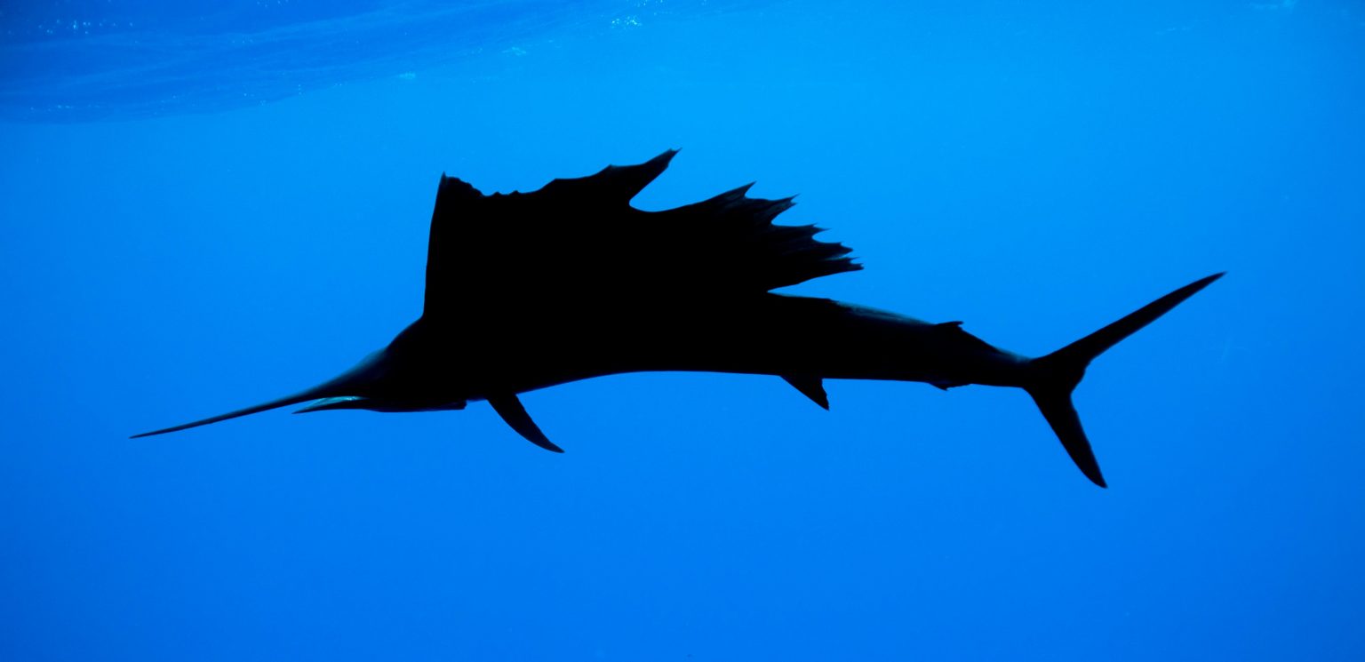 Sail Fish Silhouette • Marko Dimitrijevic Photography