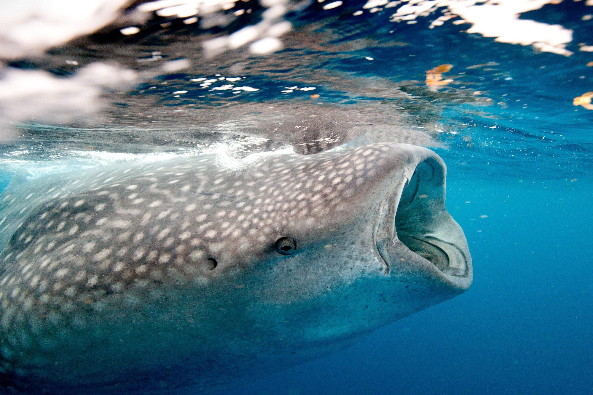 Feeding Whale Shark • Marko Dimitrijevic Photography